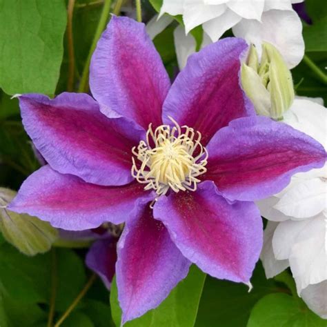 A To Z Of Clematis Superior Quality Climbers Uk