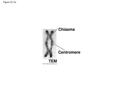 Meiosis And Sexual Life Cycles Ppt Download