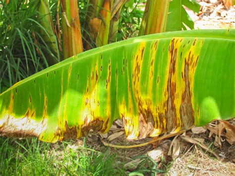 Gros Michel Banana Variety Britannica