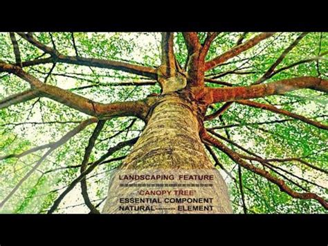 TREE CANOPY RESOLVING ENTROPY ANALYSIS ON ECOTECTURE YouTube