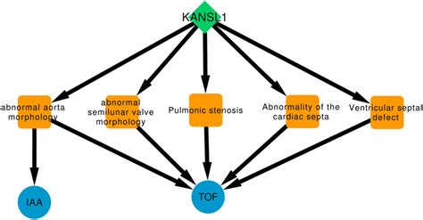 Phenogram Of Associated Cnvs Human Genes Located Or Overlapped With