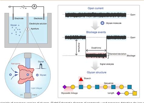 Figure 1 From Nanopore Based Glycan Sequencing State Of The Art And