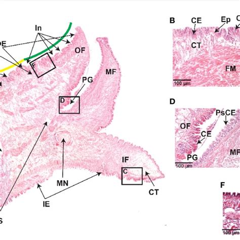 Transverse Sections Of The Mantle Tissue Of C Gigas Adult Oyster Were