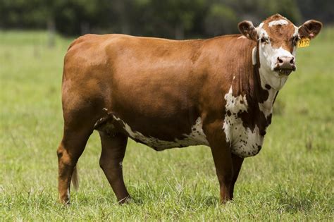 Beef Cow Hot Sex Picture