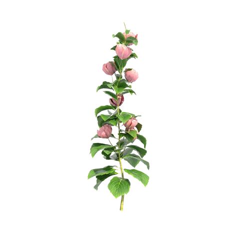 Modelo 3d Flower Turbosquid 1980573
