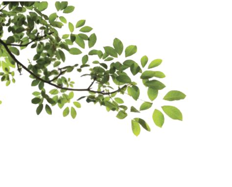Tree Leaves Transparent HQ PNG Download FreePNGImg