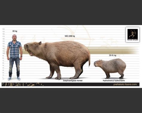 Josephoartigasia Monesi The Largest Fossil Rodent R Capybara