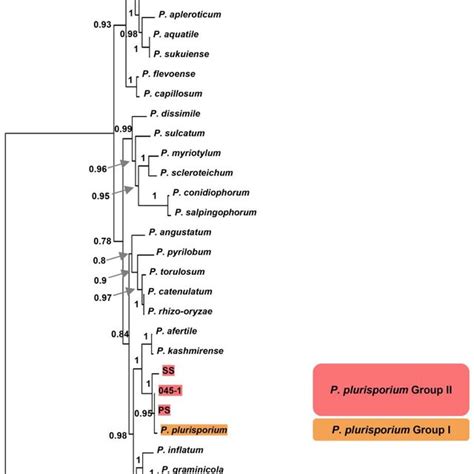 Phylogenetic Relationships Of Pythium Plurisporium From Paddy Fields Of