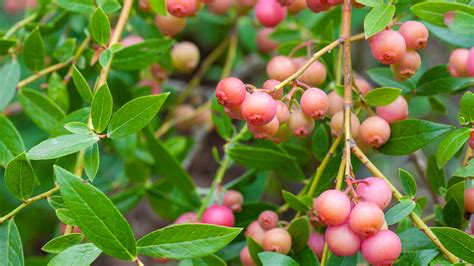 What Are Pink Lemonade Blueberries And What Do They Taste Like