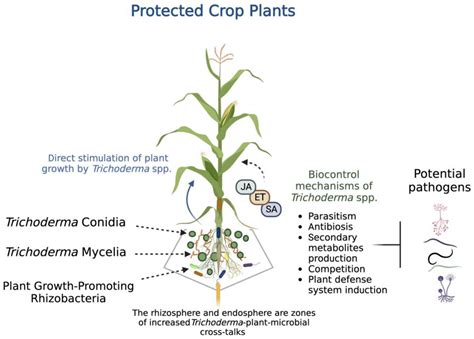 Plants Free Full Text Trichoderma Species Our Best Fungal Allies