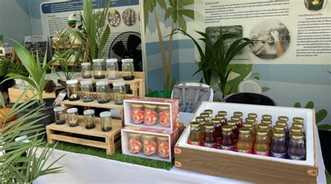 วช สนับสนุนทีมวิจัย ม นเรศวร ต่อยอดเทคโนโลยีการเพาะเลี้ยงเนื้อเยื่อจากอินทผลัม สู่มะพร้าวน้ำหอม