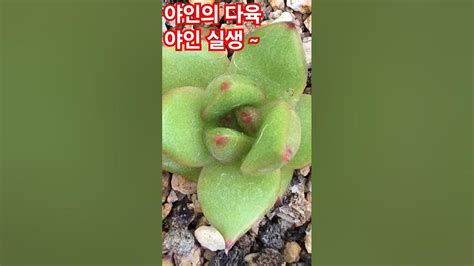 초록초록 귀욤귀욤 귀요미들 ~ 박서진 파종이 실생 다육 다유기 다육이 다육식물 반려식물 다육판매 다육이판매 다육이키우기 다육인스타그램 매혹이 청주
