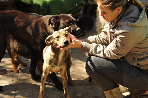 Бездомные животные картинки 56 фото ★ Celes Club