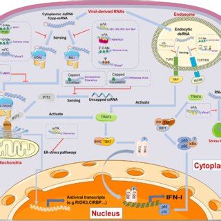 Schematic Diagram Of Mechanisms By Which RNA Modification Regulating Download Scientific