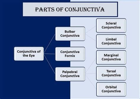 What Is Conjunctiva Of The Eye Definition Anatomy Function Health Kura