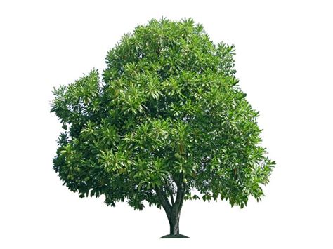 Premium PSD Trees Isolated Transparent Background