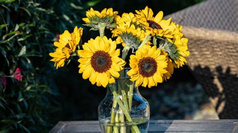 Hydroponic Flowers The Best Choices For Indoor Gardens