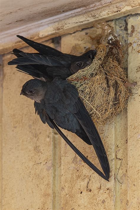 Collocalia Linchi Dodgei Cave Swiftlet Bornean Swiftlet Flickr