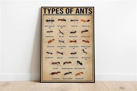 Types Of Ants Poster Vintage Knowledge Home Decor Wall Decor Designed Sold By Rohit Jain