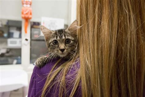 Shelter Medicine Continuing Education Maples Center For Forensic