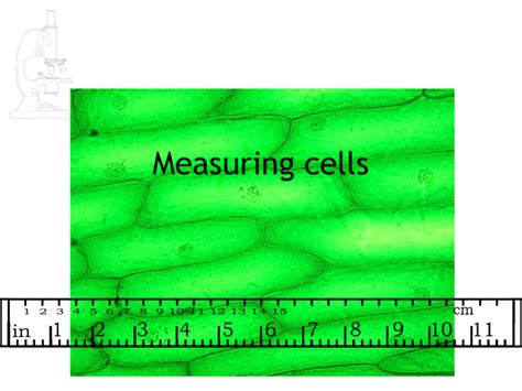 Measuring Cells Microscopy Graticule Techniques