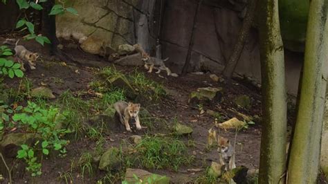 Cómo Hacer Un Proyector Casero Para Ver El Eclipse De Sol Y Evitar