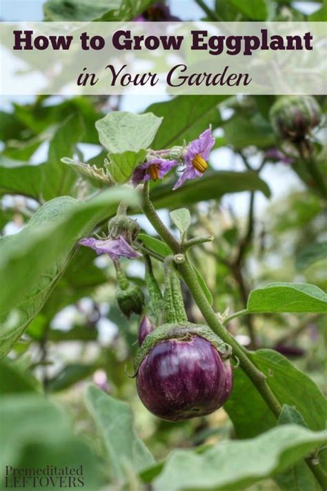 Learn How To Grow Eggplant Gardening Tips On How To Plant Eggplant