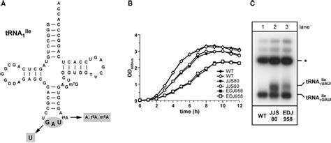 Trna1ile In Bacillus Subtilis Wild Type Strain 168 And Mutant Strains
