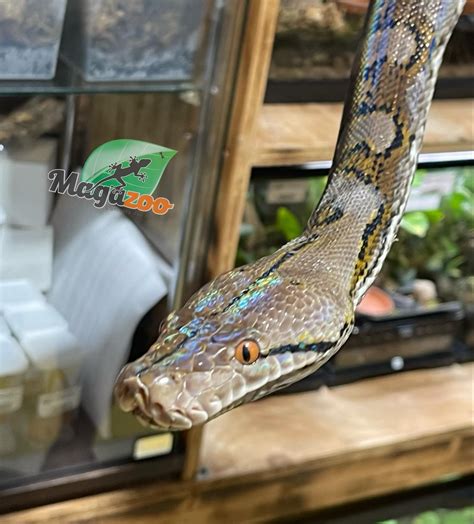 Super Dwarf Reticulated Python Sub Adult 8 Magazoo The Universe