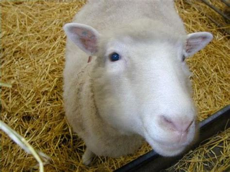 PPT Mendel And The Gene PowerPoint Presentation Free Download ID