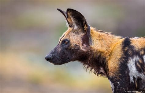 Canids Photos Pictures Images