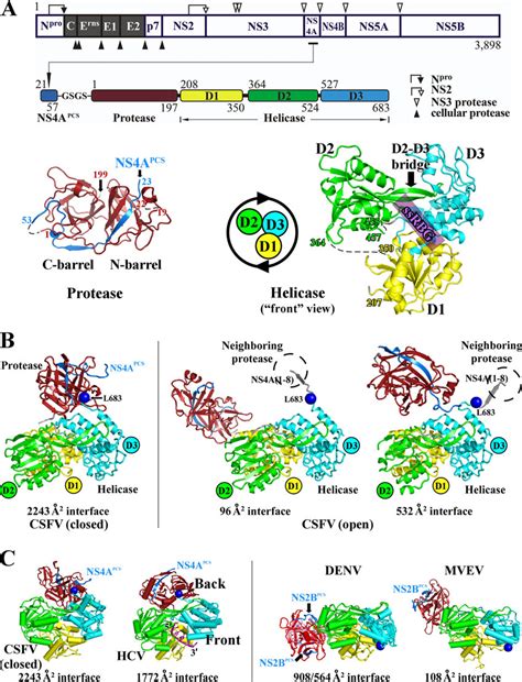 Crystal Structure Of The Full Length Csfv Ns3 With Its Ns4a Pcs A Download Scientific