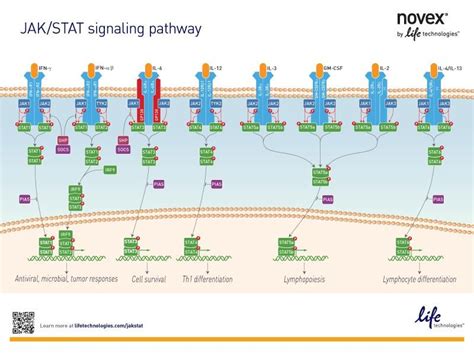 The JAK STAT Signaling Pathway Education Poster Education Poster Research Poster Learning