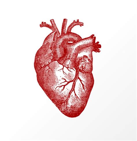 Создать мем анатомическое сердце сердце человека рисунок человеческое сердце рисунок