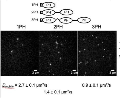 Single Molecule Diffusion A Powerful Tool For Investigating The Stoichiometry Of Protein Lipid