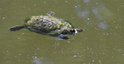 Mossy Turtle Imgur