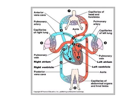 types of circulation pptx