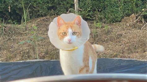 일주일만에 맑은 날을 즐기는 고양이 Youtube