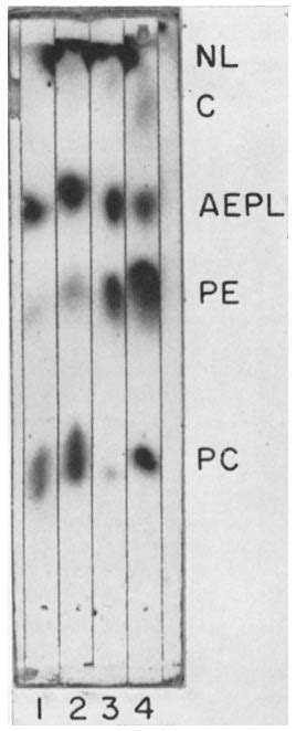 Thin Layer Chromatogram Developed In Chloroform Acetic Acid