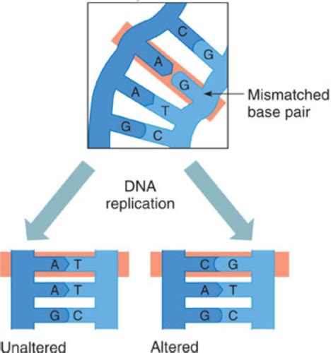 3 6 Evolution Of Species Flashcards Quizlet