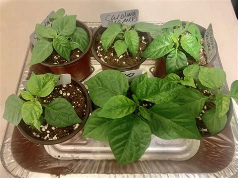 My First Attempt At Carolina Reapers And Peach Reapers From Seed I Keep Them Under Grow Lights