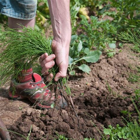 How To Kill Grass In Flower Beds A Complete Guide For A Beautiful