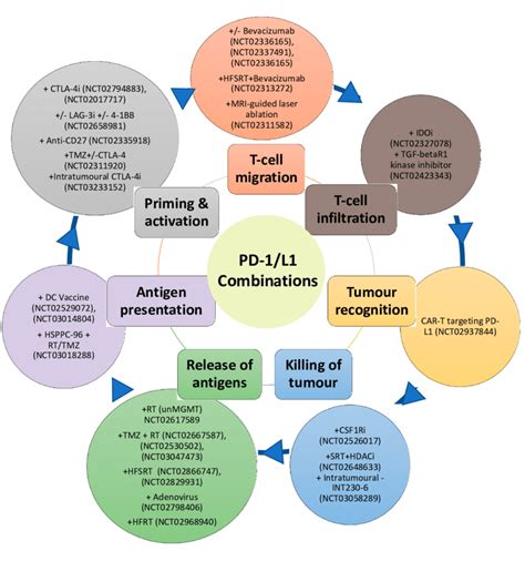 Schematic Of Combination Therapies With Pd 1 L1 Inhibitors Outer Download Scientific Diagram