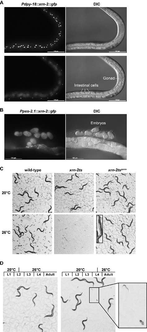 Creation Of A Germline Specific Xrn 2 Temperature Sensitive Mutant Download Scientific