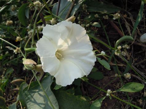 Operculina Eflora Of India