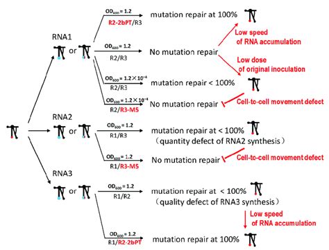 Effect Of Cell To Cell Movement On Mutant Repair In Dilution