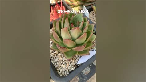 💥몰게인 호주핑크 치히로 5번 타이거마리아 국화다육 창할인 판매 Youtube