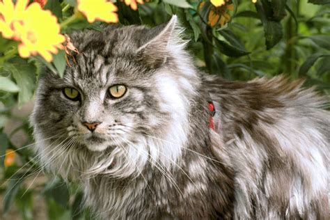 Maine Coon Stock Image Image Of Garden Hairy Mammal 99136401