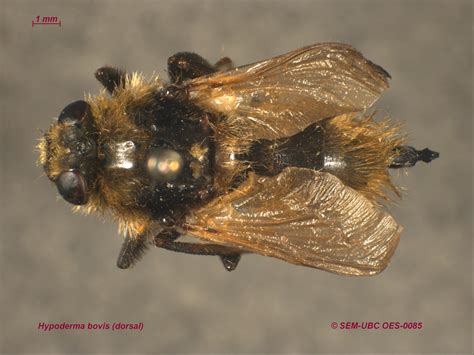 Oestridae