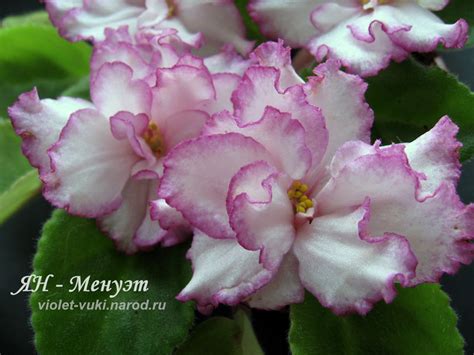 Фиалка Ян – Менуэт